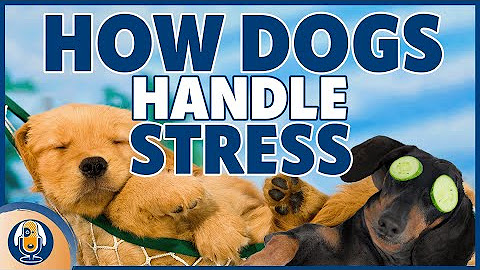 Emotional Regulation in Dogs: Dysregulation, Coping Strategies, Co ...