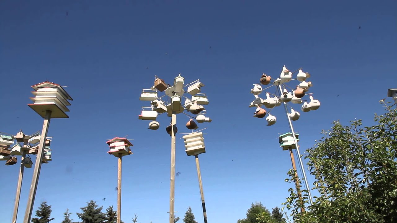 Purple Martin watching in the far north of Alberta/Canada! - YouTube