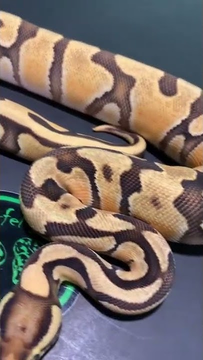 High Intensity Orange Dream Super Enchi Ball Python - YouTube
