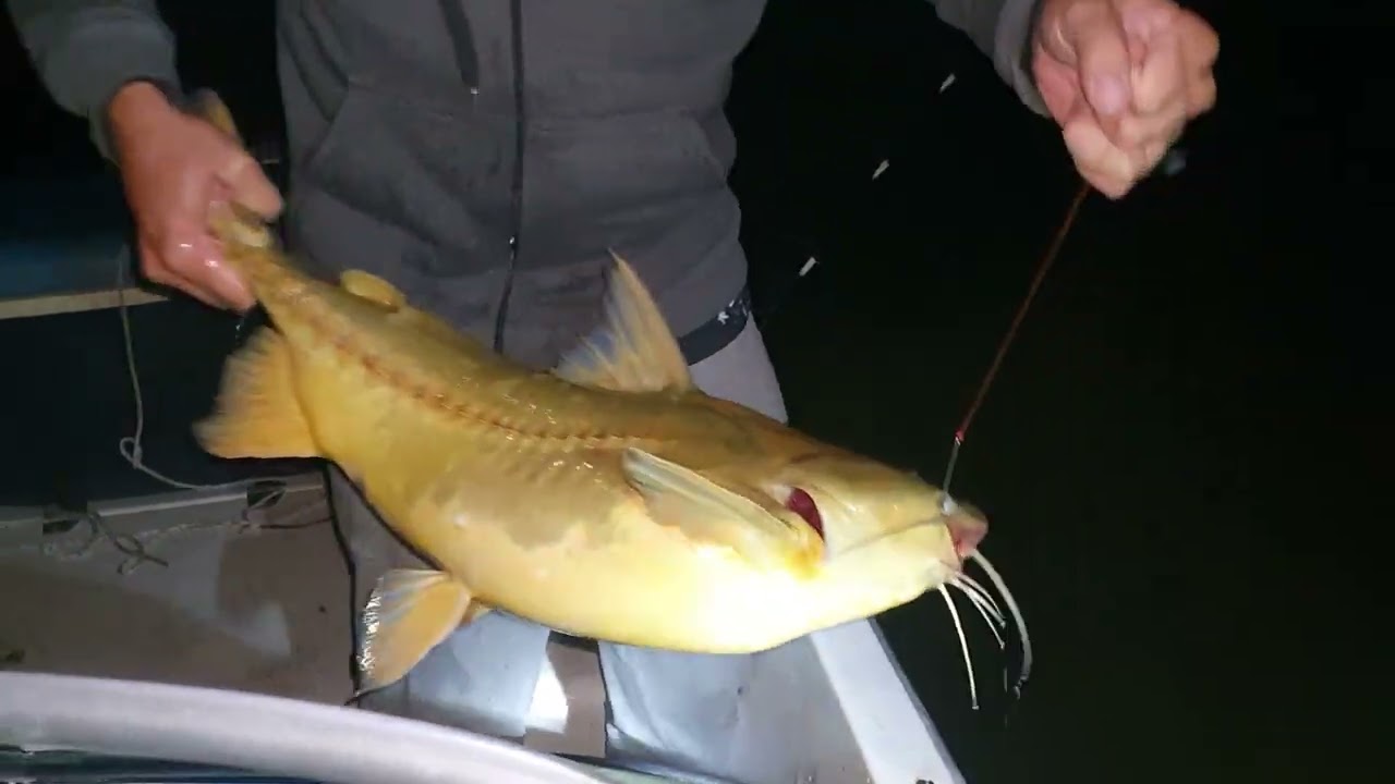 Hermoso armado pescado con frutas. - YouTube
