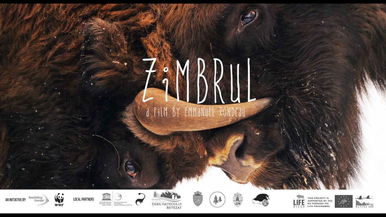 ZIMBRUL - Bison in Southern Carpathians - Emmanuel Rondeau - YouTube
