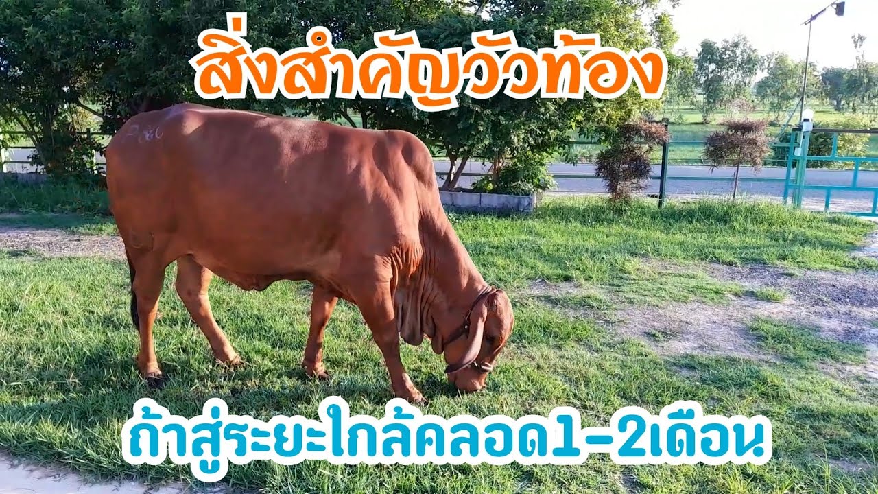 สิ่งสำคัญ ในการดูแลวัวใกล้เข้าสู่ระยะใกล้คลอด 1 2 เดือน Youtube