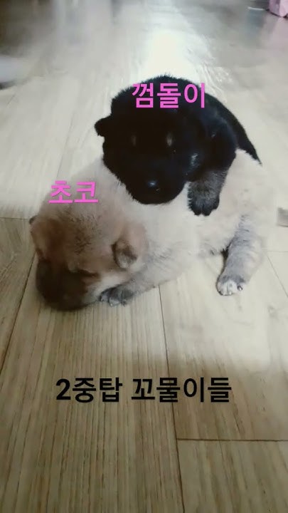 오늘은 초코와 껌돌이를 찍어 봤어요 그런데 지금 이 영상 찍으면서 강아지가 너무 울어서 귀마개를 차고 할까고민 했어요 아기 강아지 치곤 너무 울음 소리가 커요초코가 울음