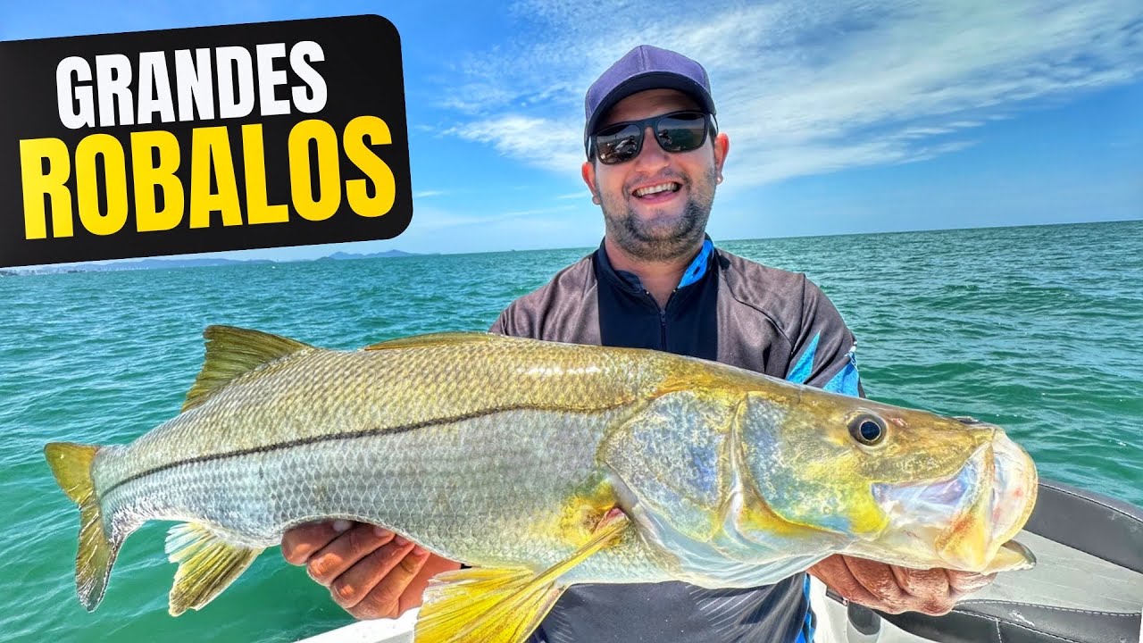 PESCARIA no PARAISO dos GRANDES ROBALOS! Pesca de robalos nas pedras do ...