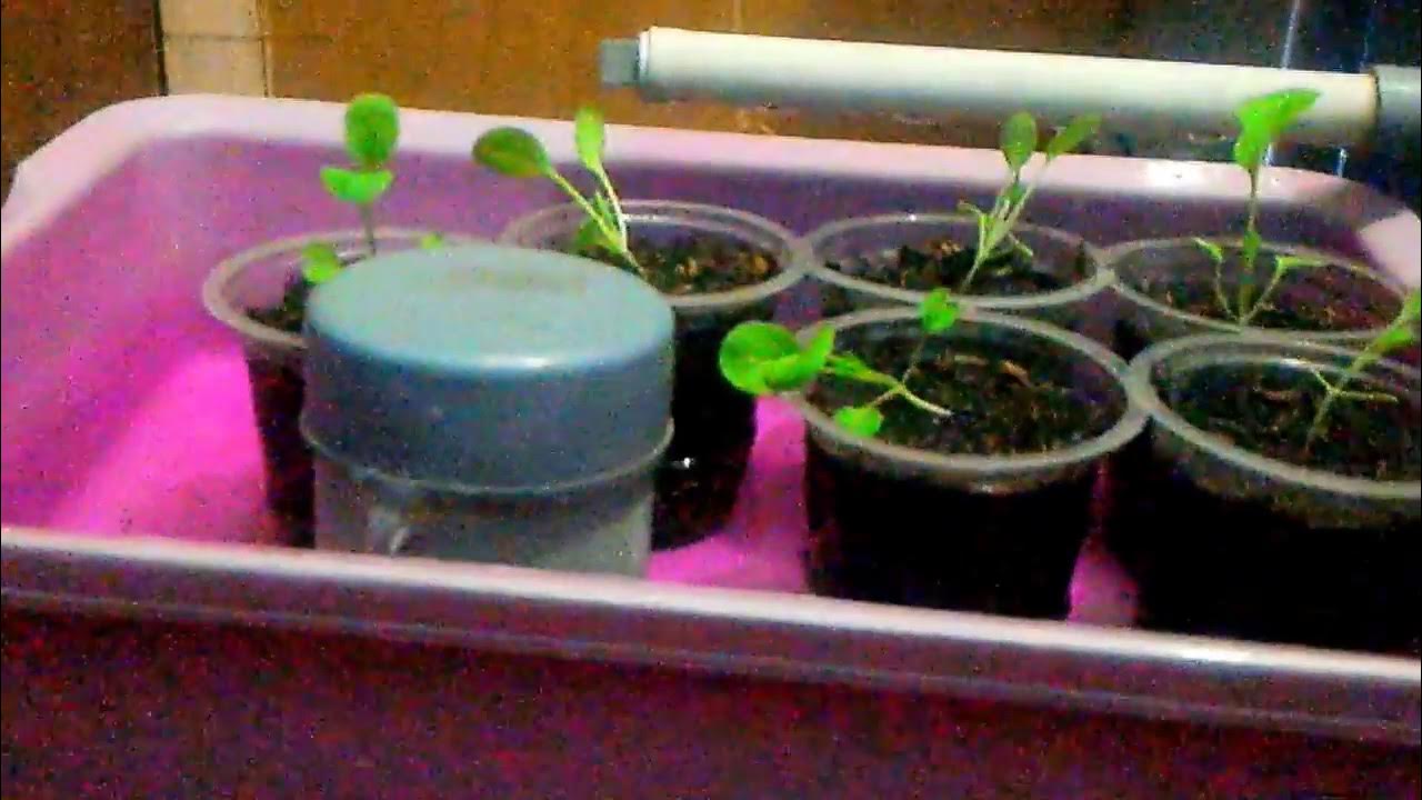Smart Hydroponics System Berbasis Raspberry Pi 3 - YouTube