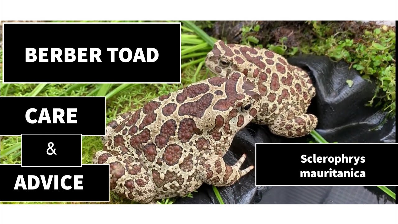 The Berber toad Sclerophrys mauritanica Care sheet and information ...