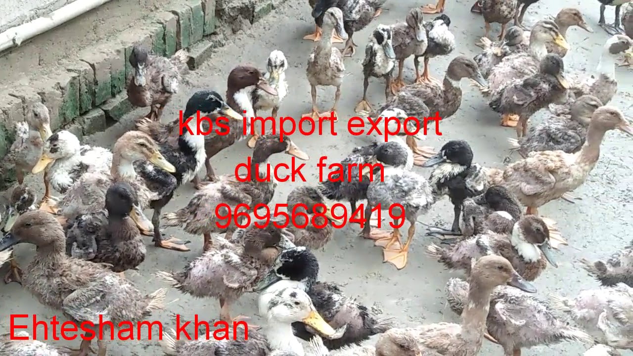 Khakhi campbell duck || white pekin duckling || indian ranner duck ...