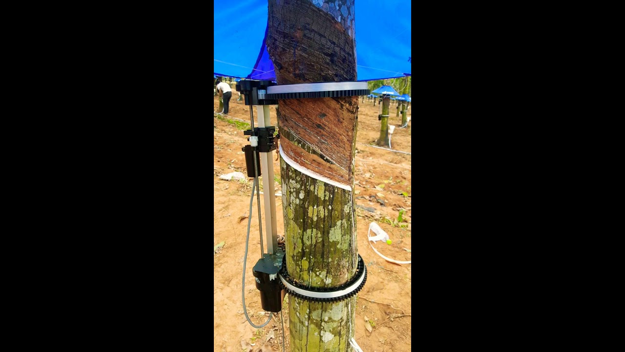 Automatic rubber tapping machine เครื่องกรีดยาง - YouTube