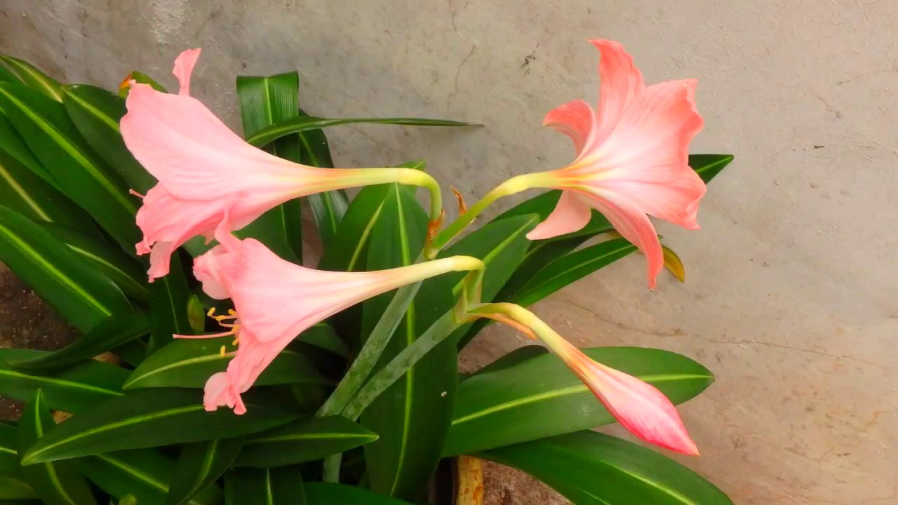 Proses Mekarnya Empat Bunga Amaryllis - YouTube