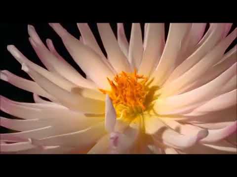 Muhteşem ilahi 2020 ah efendim