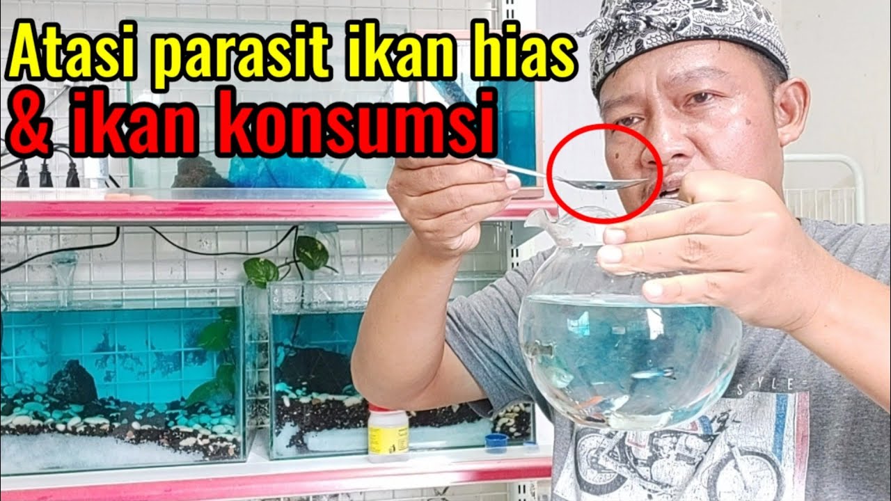 cara mengatasi parasit ikan hias dan ikan konsumsi~kutu jarum, kutu ...