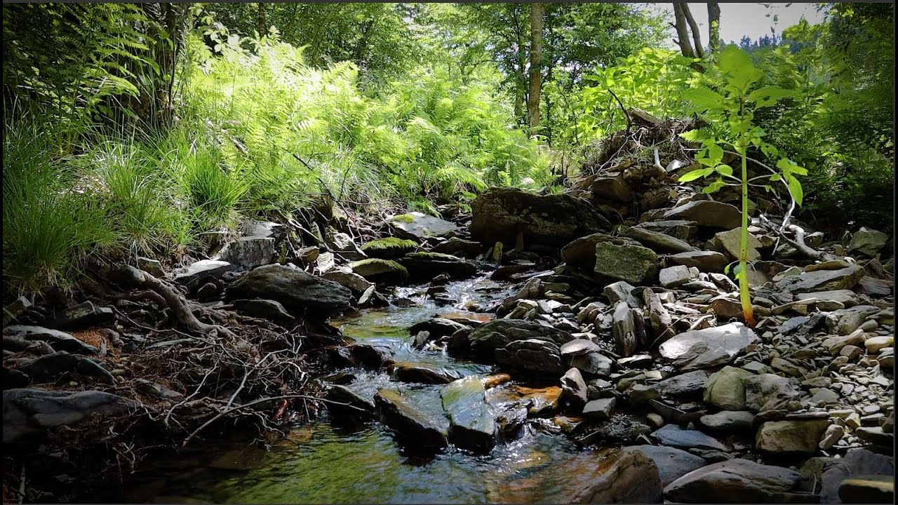 1hr Nature Small Stream Nature Sounds Rocks Flowing Water Fall Asleep ...