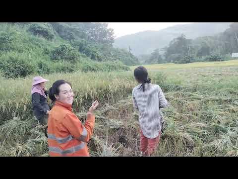 Hnub no peb mus hlais Ntxawm kub nkawv cov nplej 6/11/2023 - YouTube