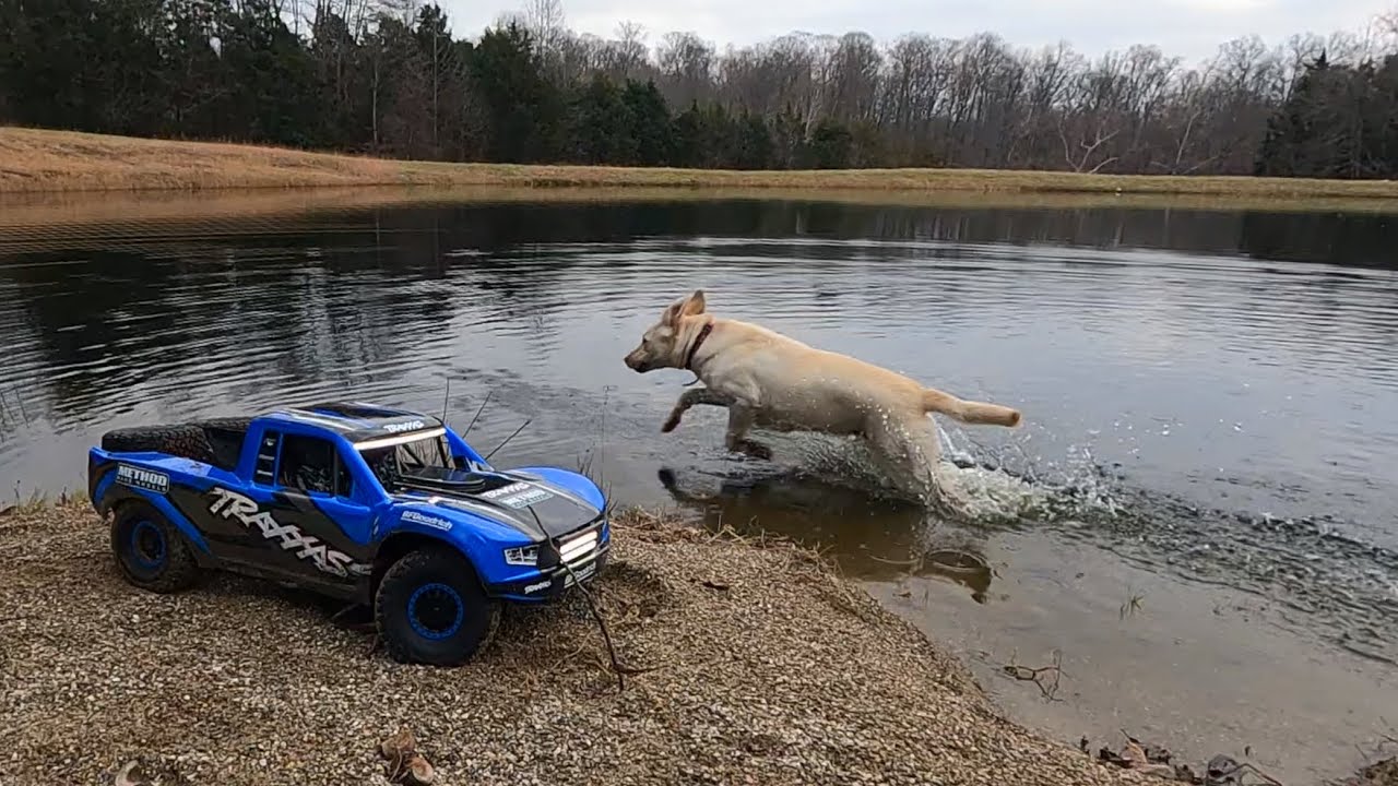 Dog hunts Traxxas UDR exploring the wilderness - YouTube