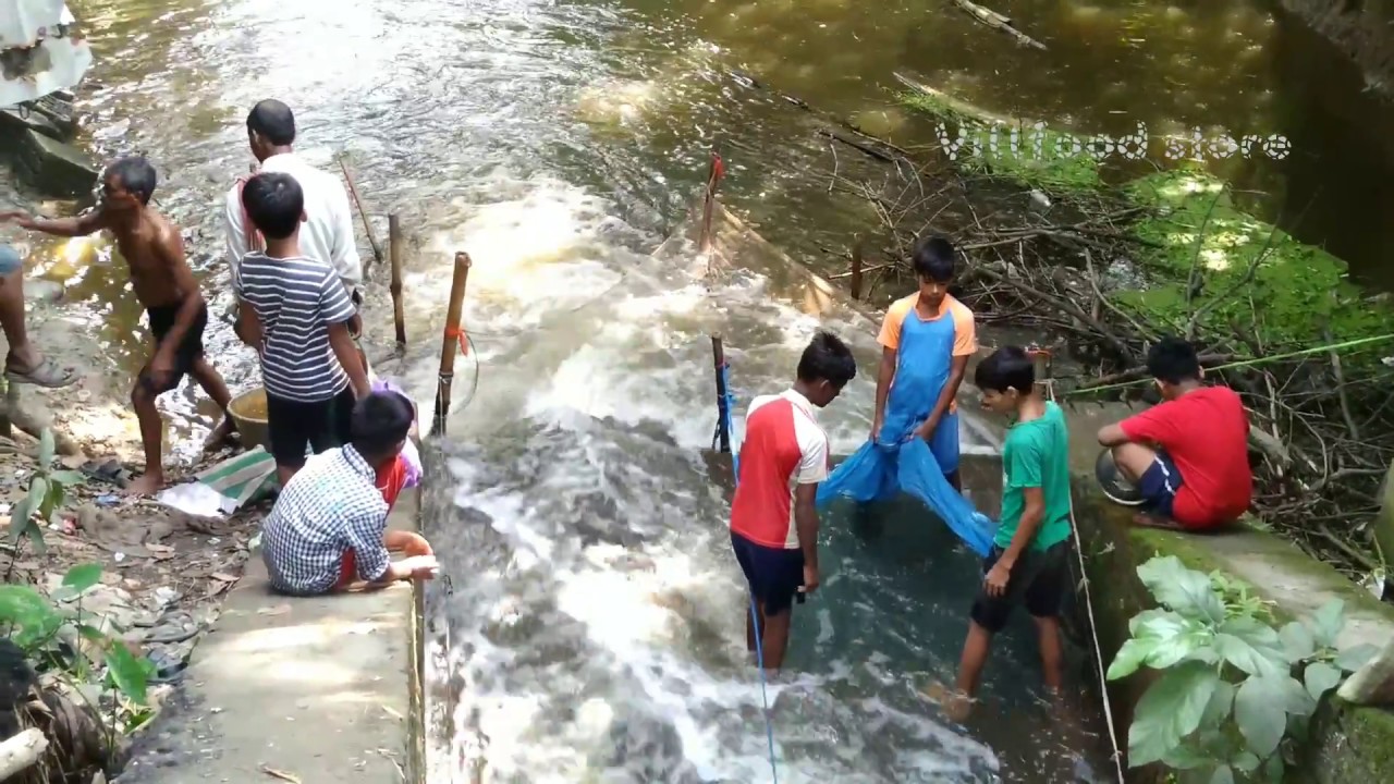 joyful desi Fish catching in a Indian village canal by village boys ...