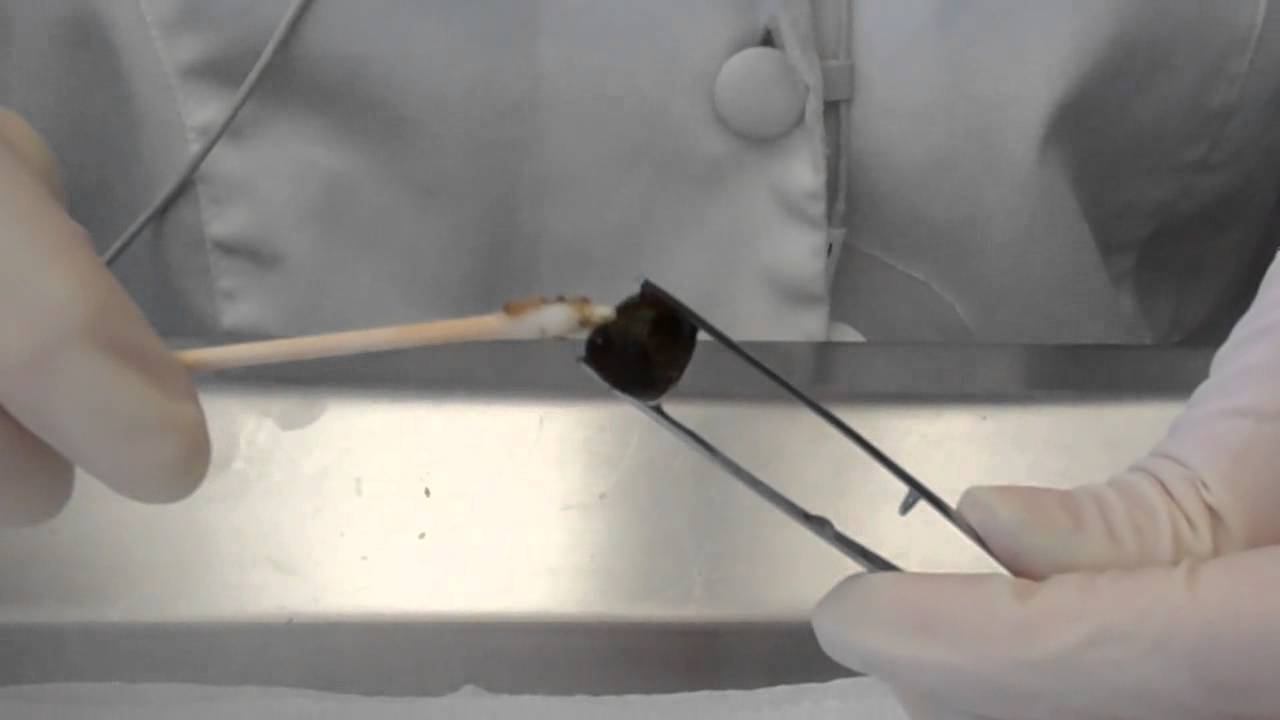 Caribou Scat Swabbing (extreme mucus) - YouTube