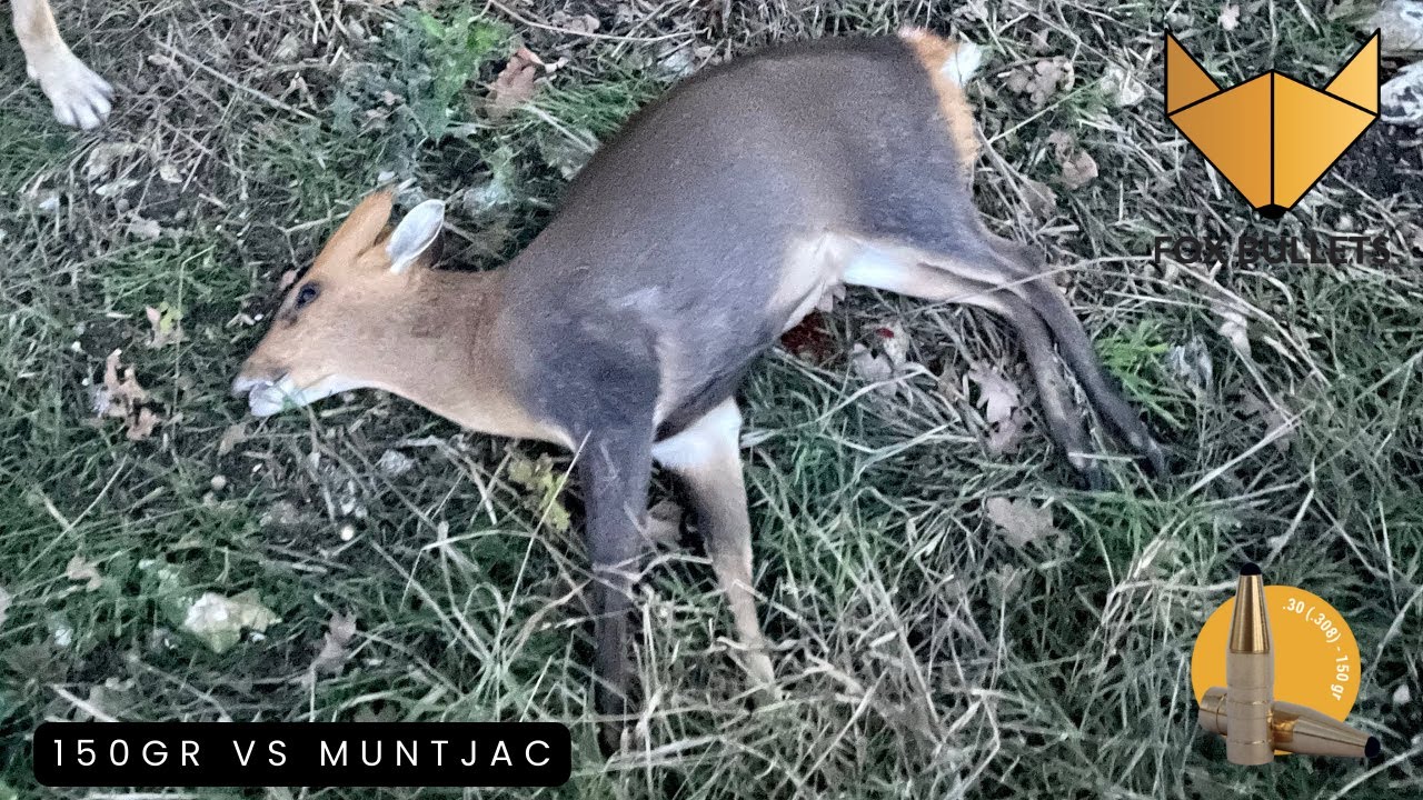 Fox 150gr Muntjac Carcass Damage Reveal - YouTube