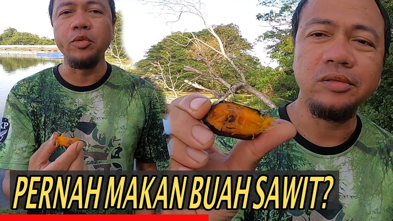 Eat Palm Oil fruit grilled before, YES you can eat palm oil fruit and ...