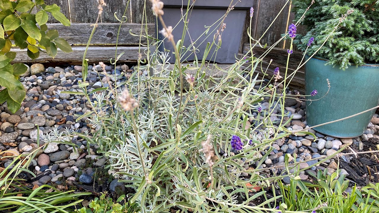 "Sweet Romance" Lavender Cut Back Before Winter (4K) - October 28 - YouTube