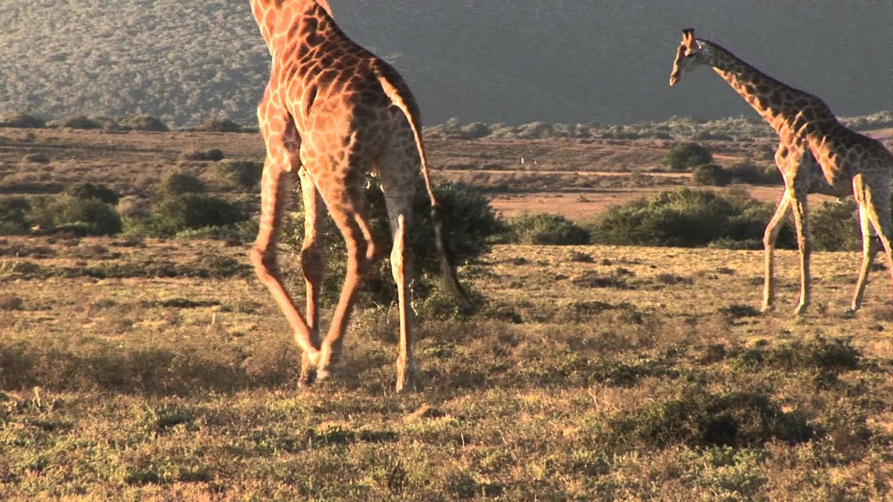 Shamwari Game Reserve, part of Shamwari Group, Dec 2013 - YouTube