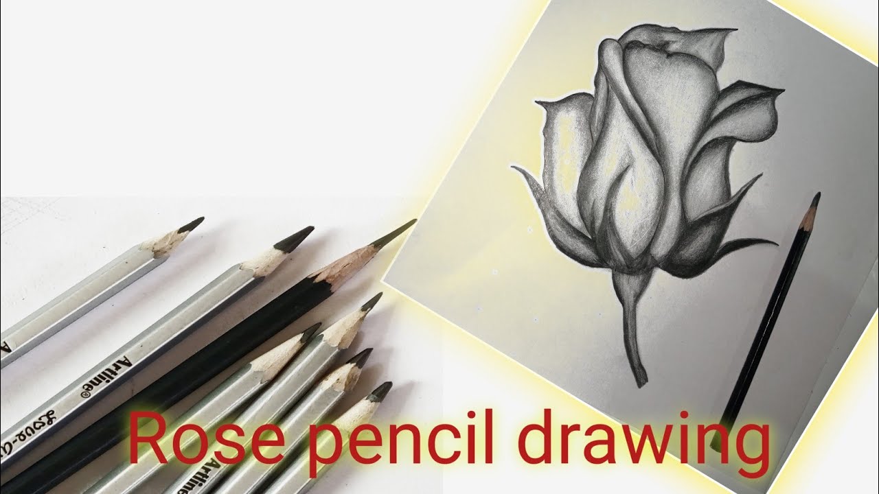 How to Draw Rose || Rose Pencil Drawing || Pencil Art🌹 - YouTube