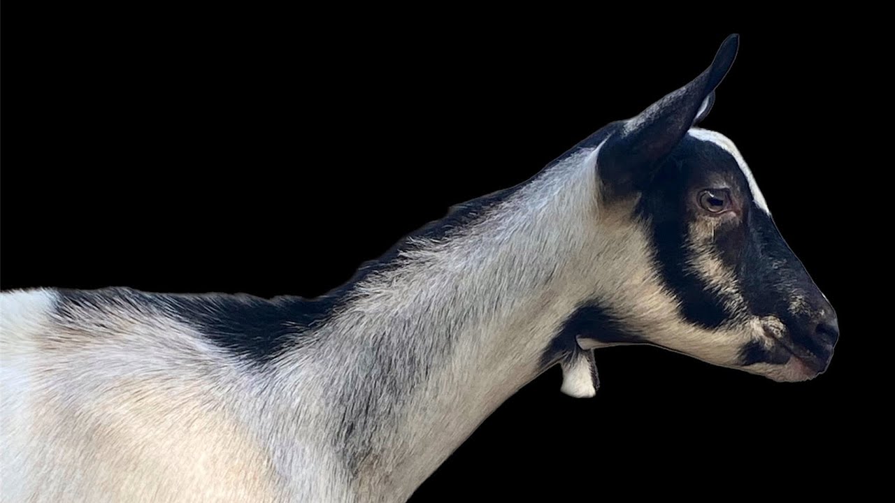 Meet the Goats - Shamrock - YouTube