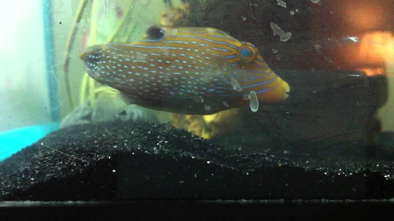 Male Papuan Toby Puffer - YouTube