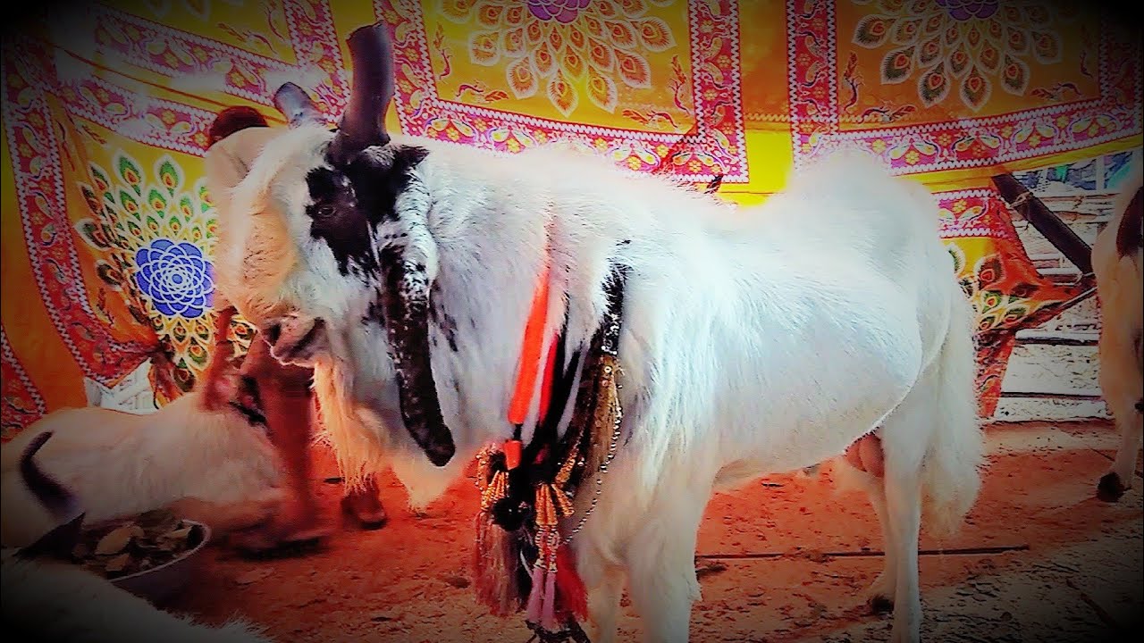 Dangerous goats of Deonar | MUST WATCH. - YouTube