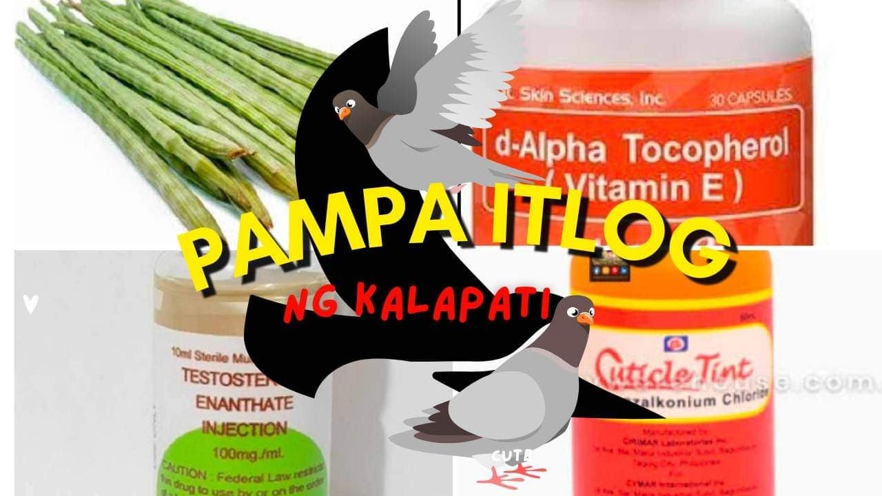 Pigeon Racing | Paano mag Fertile Ang mga Baog na Breeder... - YouTube