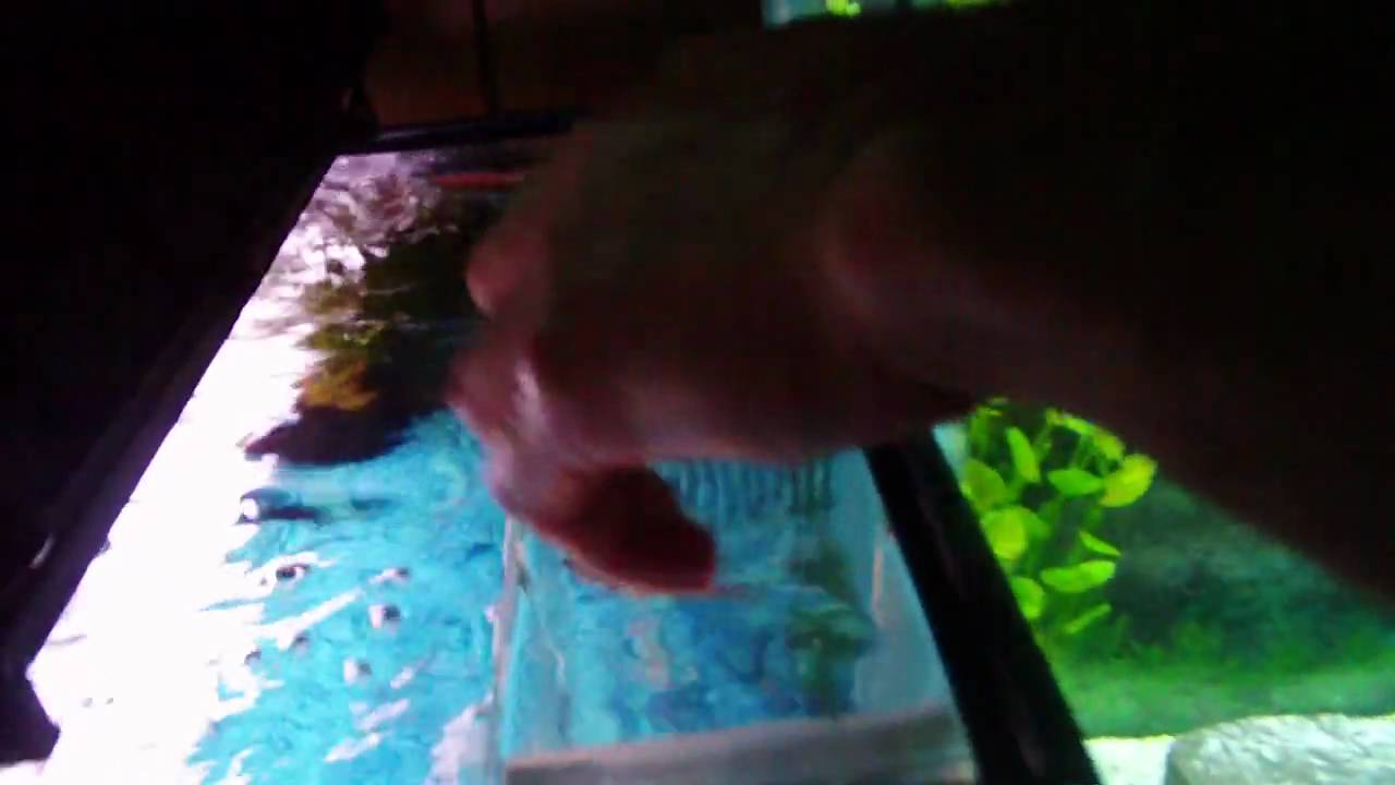 How To Strip A Female African Cichlid Youtube
