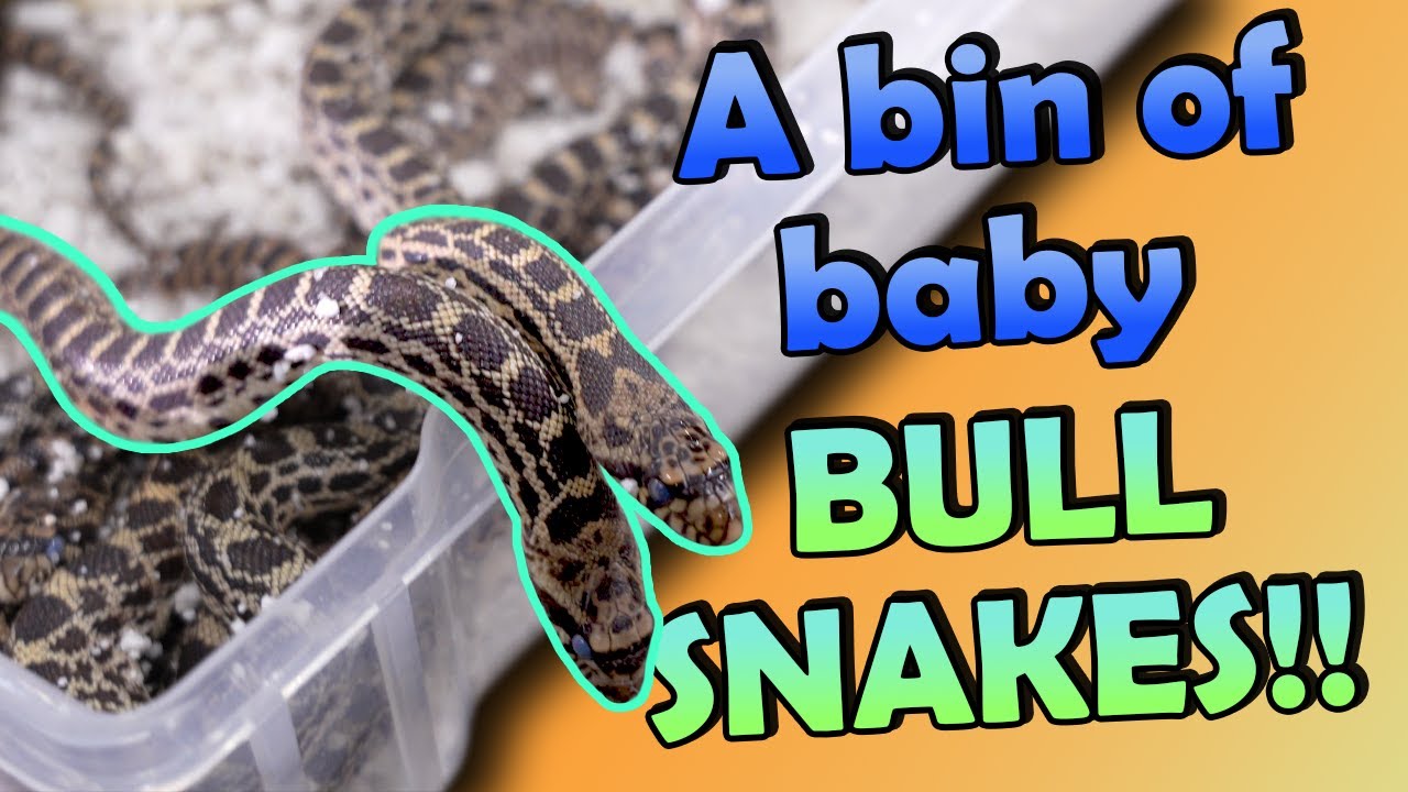 Our Zoo's Bullsnake Babies Hatched! - YouTube
