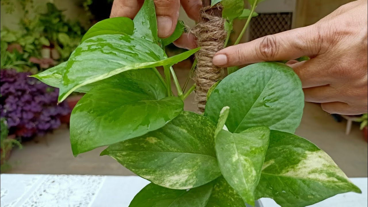 DIY Small Moss Stick for Money plant for indoor decoration - YouTube