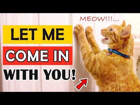 Why Cats Follow You Into The Bathroom (Not Curiosity)