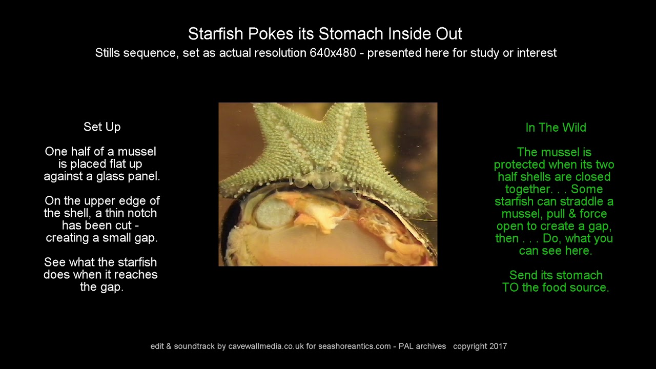 Starfish Pokes its Stomach Inside Out - YouTube