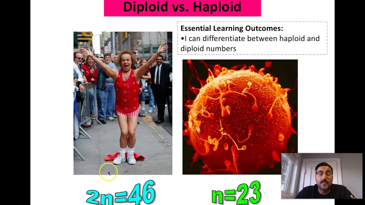 Science 30 - Biology - 13 - Diploid and Haploid Number - YouTube