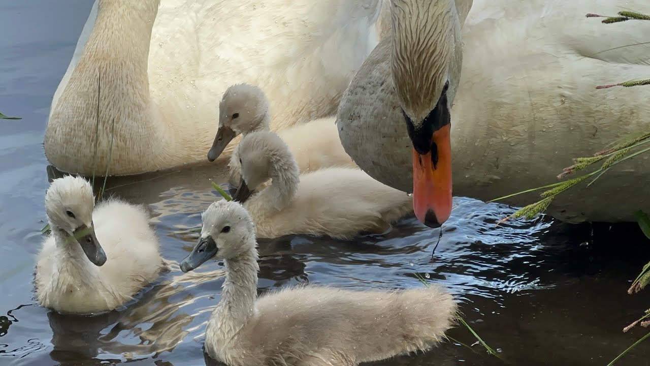 After 4 Years Royal Swan & Polish Swan Had Their Cygnets May 14, 2023 ...