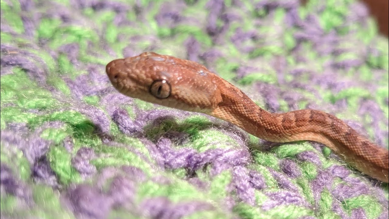 Adorable Baby Dominican Red Mountain Boa Has Joined The Reptile Barn ...