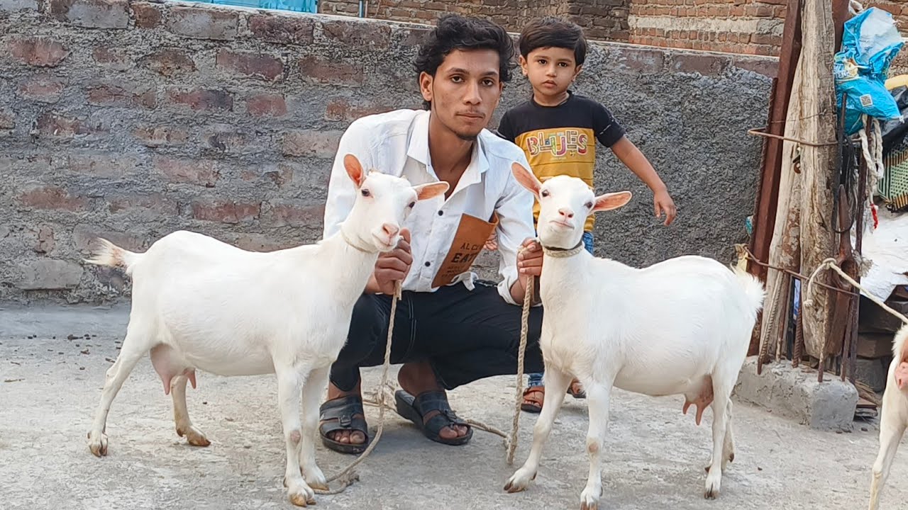 Top Quality Bantam and Heavy Barbara at Al-Syed Goat Farm Aurangabad ...