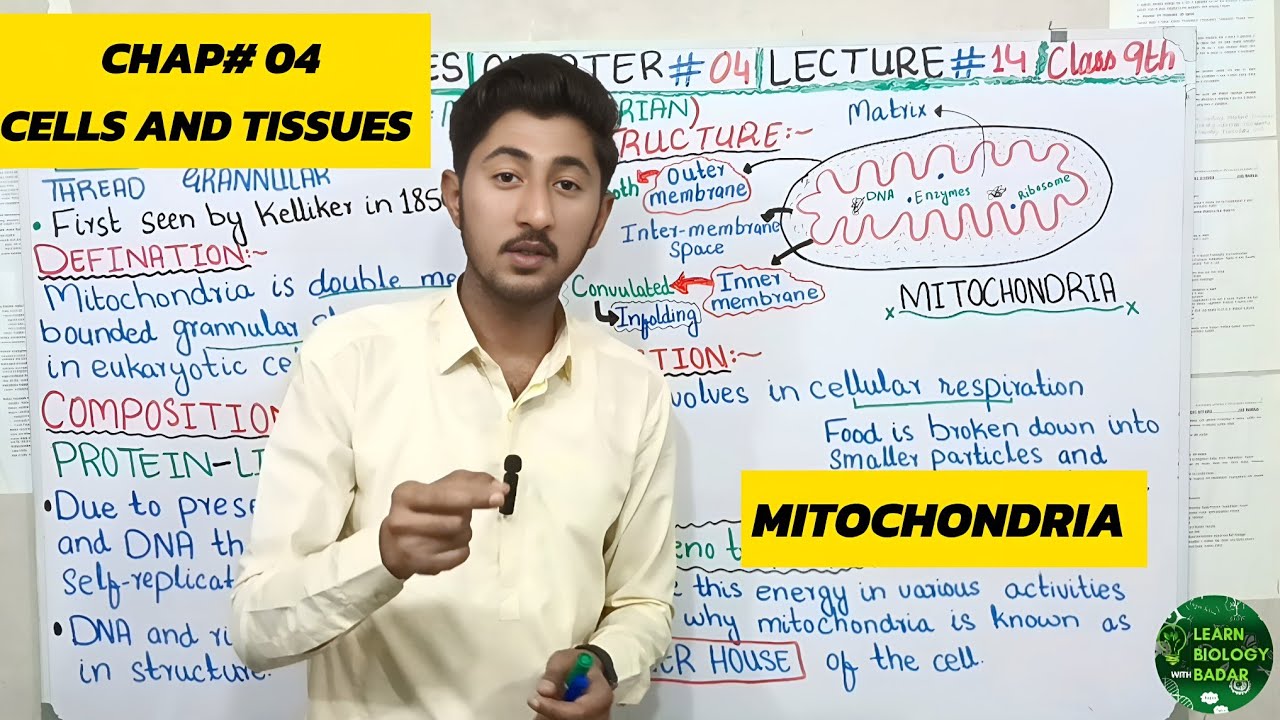 Mitochondria | Chapter 4 | Cells and Tissues | 9th Class Biology | Lec ...
