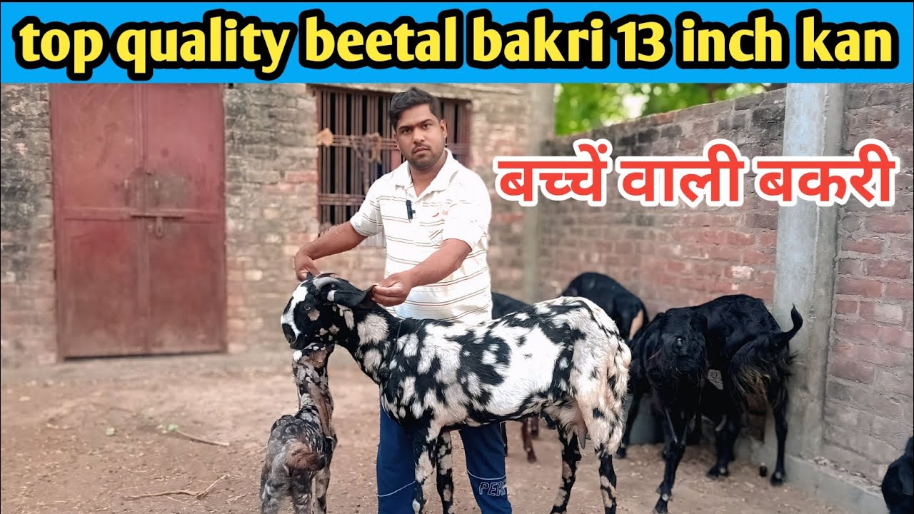 टॉप क्वालिटी बीटल बकरी बच्चें वाली | new hazi miraj goat farm nigoha ...