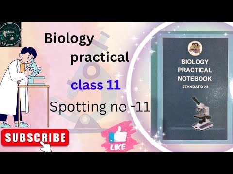 Spotting No. 11 | Biology Practical Book | Class 11 - YouTube