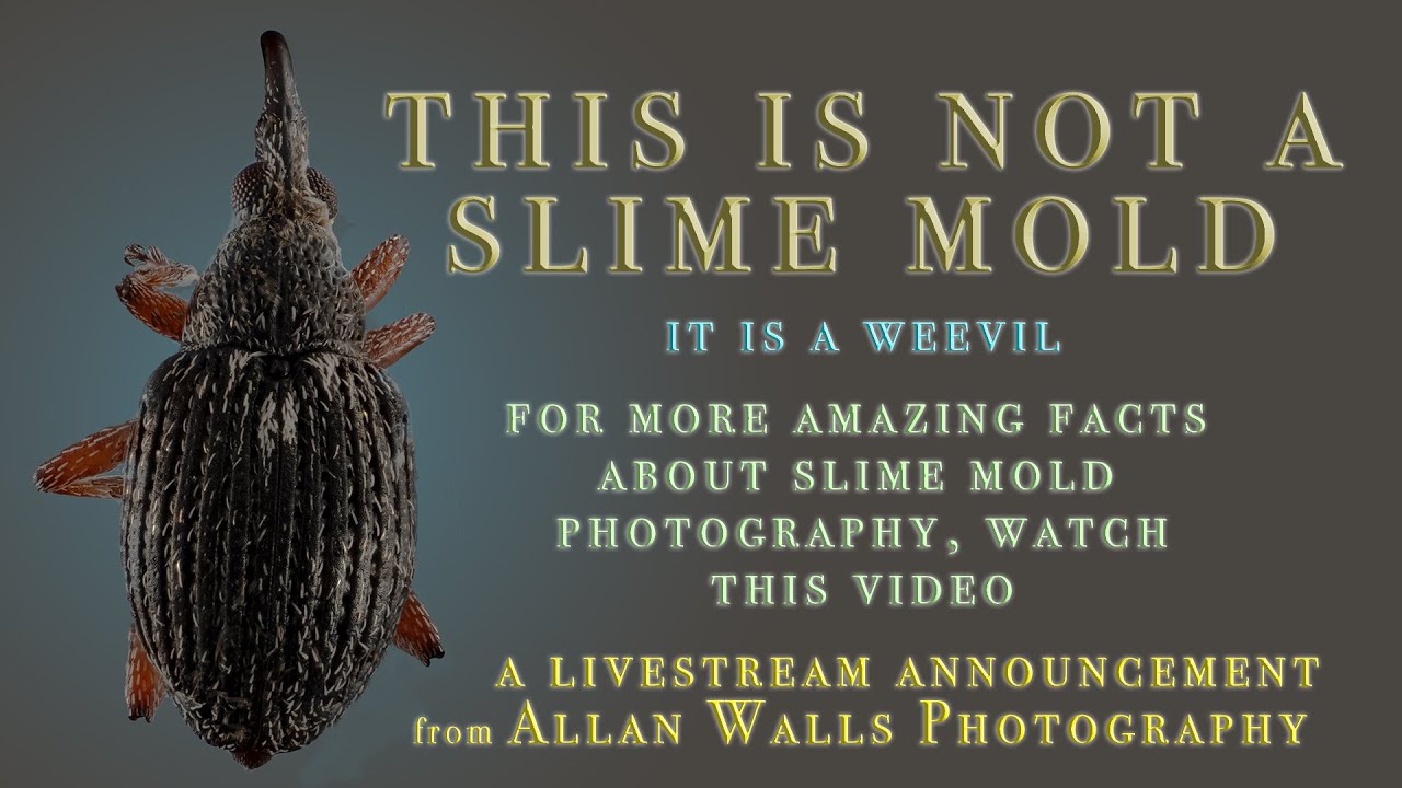 A Livestream Announcement - Photographing Slime Molds - YouTube