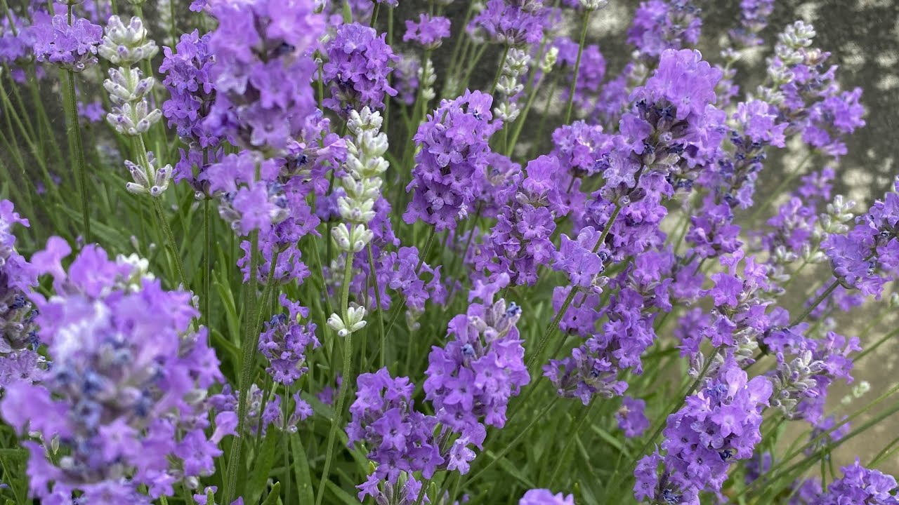 "Blue Cushion", Dwarf English Lavender In Blooms (4K) July 5 - YouTube