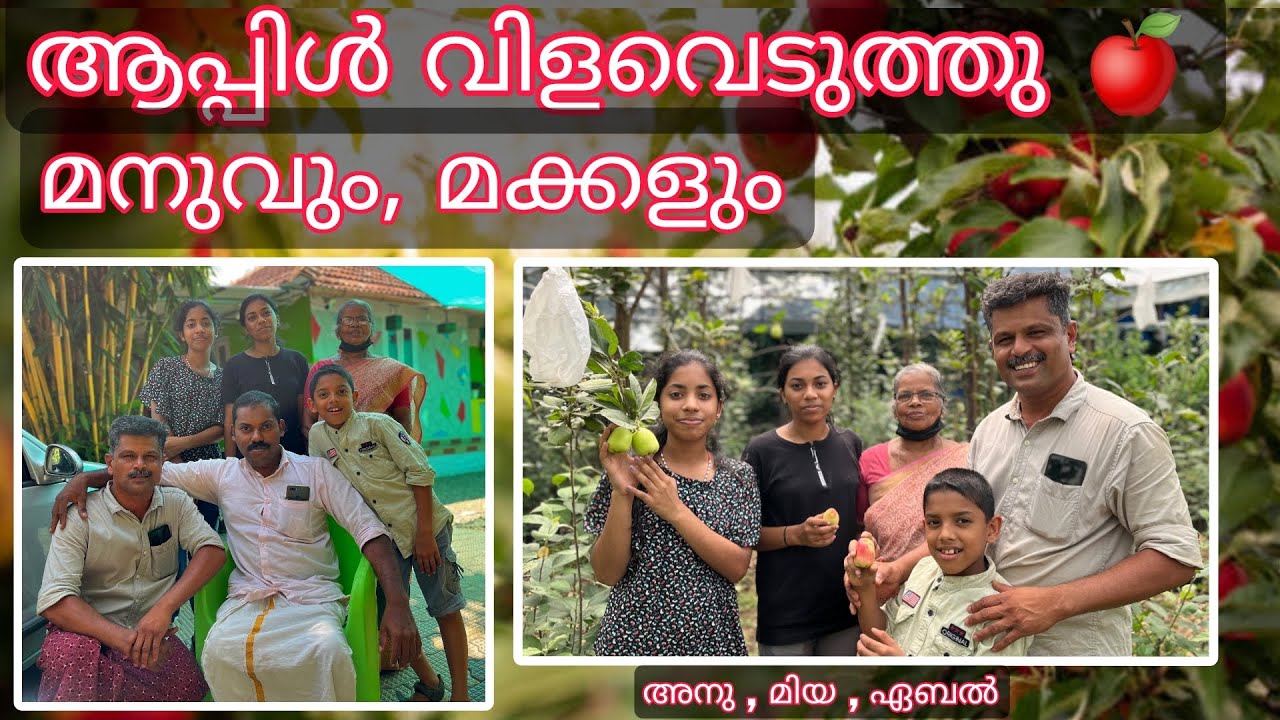 ആപ്പിൾ വിളവെടുത്തു 🍎 മനുവും, മക്കളും 😯MIRACLE FARM HOUSE /MOB ...