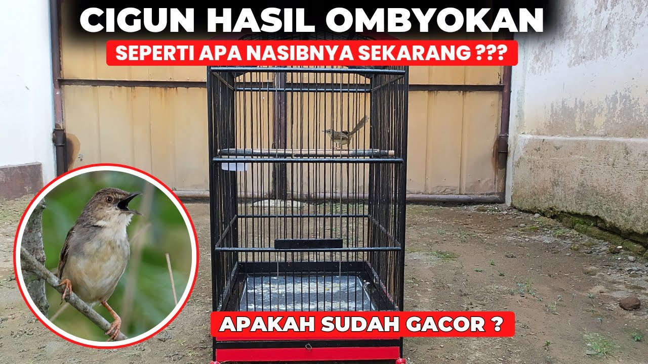 UPDATE CIGUN OMBYOKAN SEPERTI INILAH NASIBNYA SEKARANG - YouTube