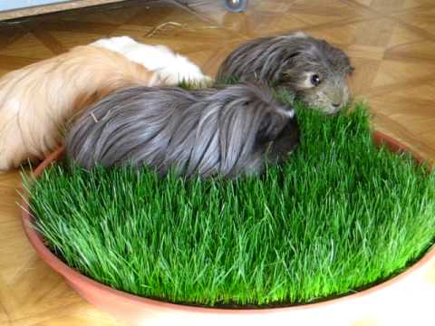 les broutons en action... 3