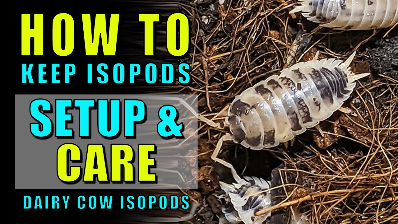 How to keep isopods, Setup & care for Porcellio laevis - Dairy Cow ...