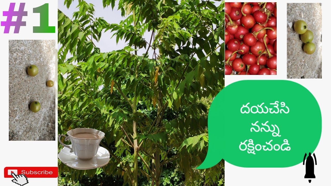 siva krishna goshala (plant 1) Jamaica tree - YouTube