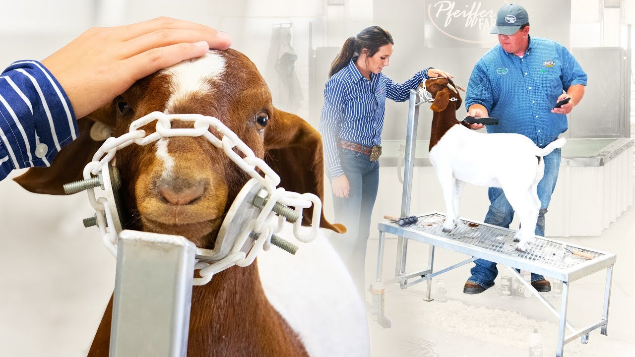 Why a Narrow Trimming Stand is Great for Goats - YouTube