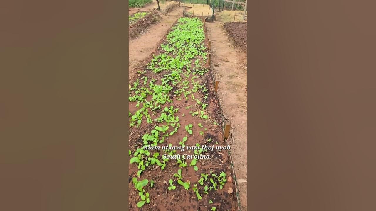 Mus Saib Teb 4/20/2025 - YouTube